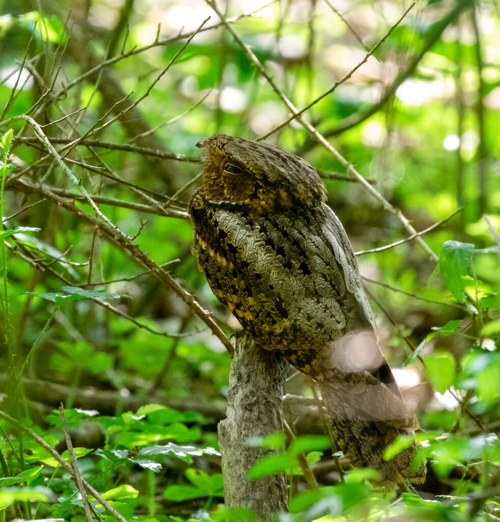 Texas Spring Migration Trip Report 2022 - Eagle-Eye Tours