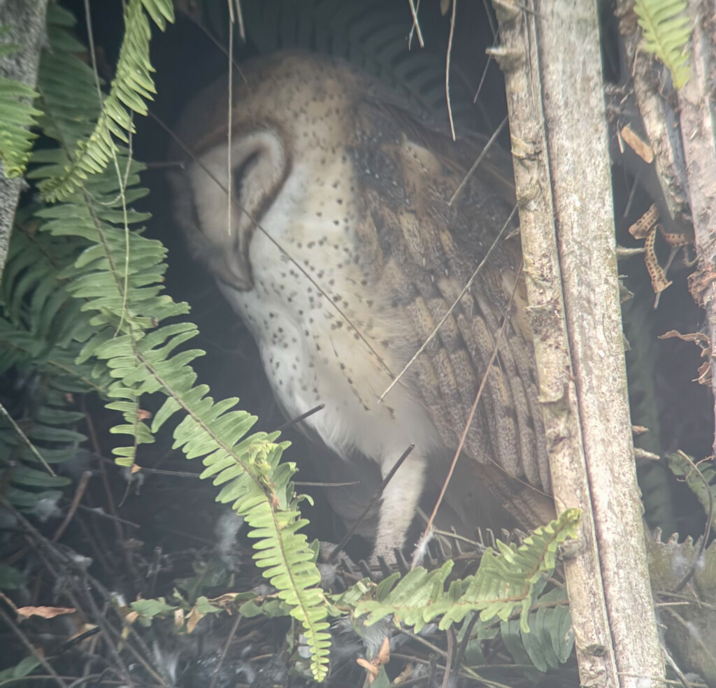 Costa Rica Sampler Trip Report (Mar 20 - 31, 2025) - Eagle-Eye Tours