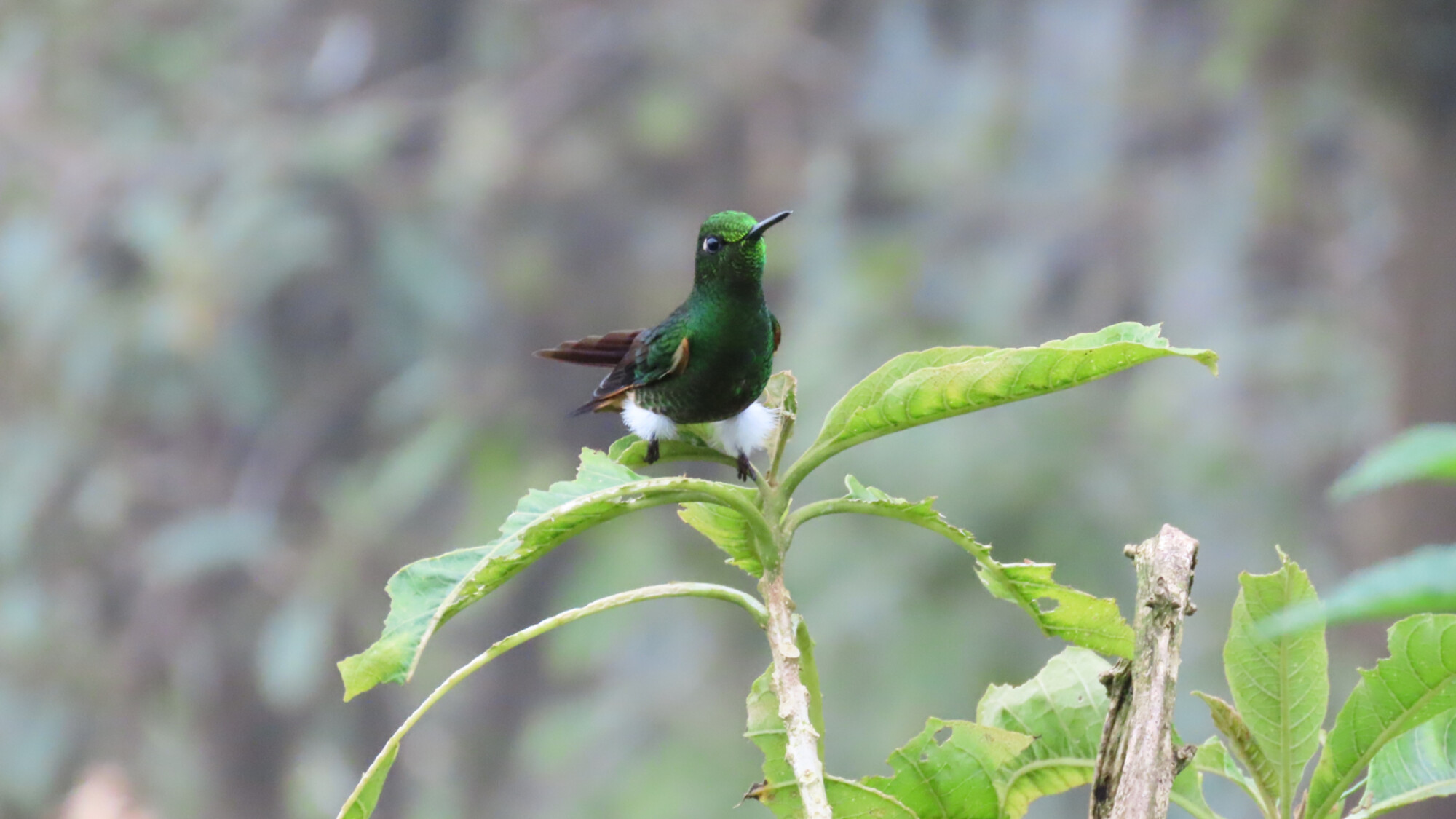 Grand Ecuador Trip Report 2025 - Eagle-Eye Tours
