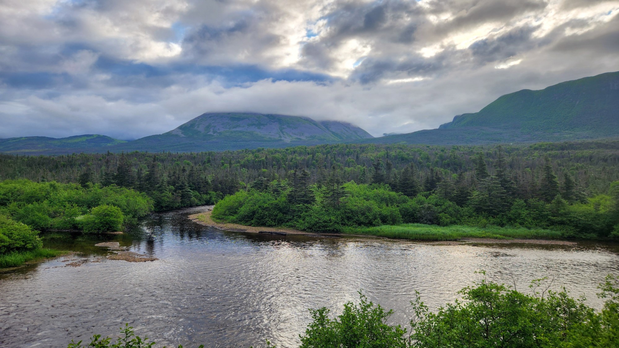 Grand Newfoundland Trip Report Jun 23 – Jul 4, 2025 - Eagle-Eye Tours