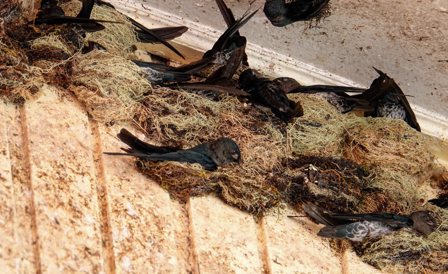 Borneo: Bristleheads and Orangutans 2025 Trip Report - Eagle-Eye Tours