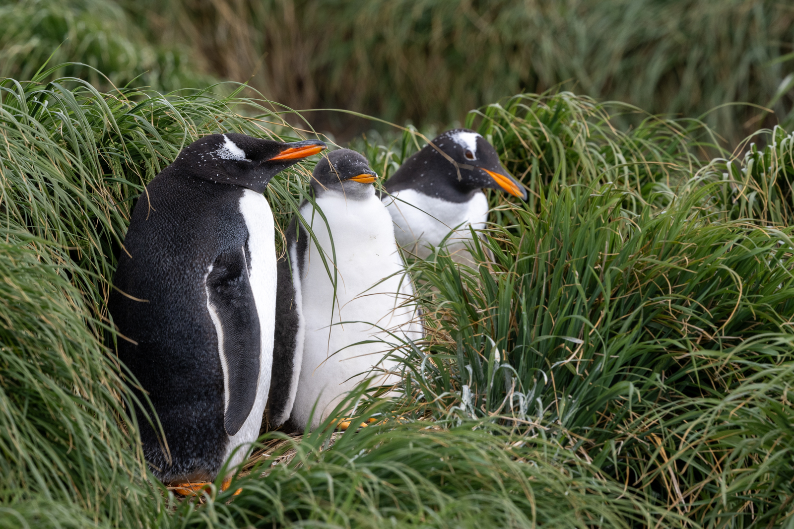 Subantarctic Islands Cruise | Galapagos of Southern Ocean | New Zealand ...