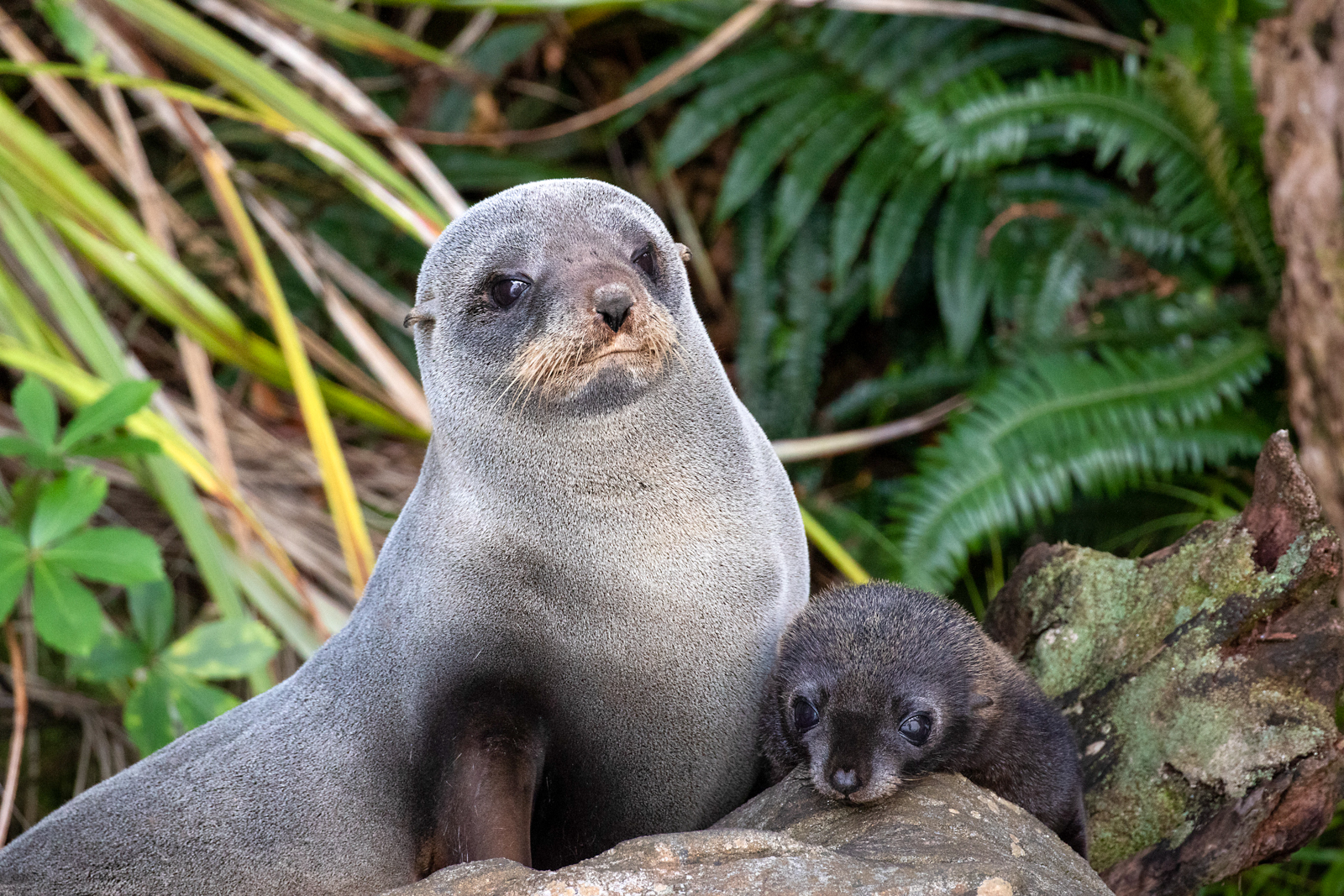 New Zealand Coastal Odyssey