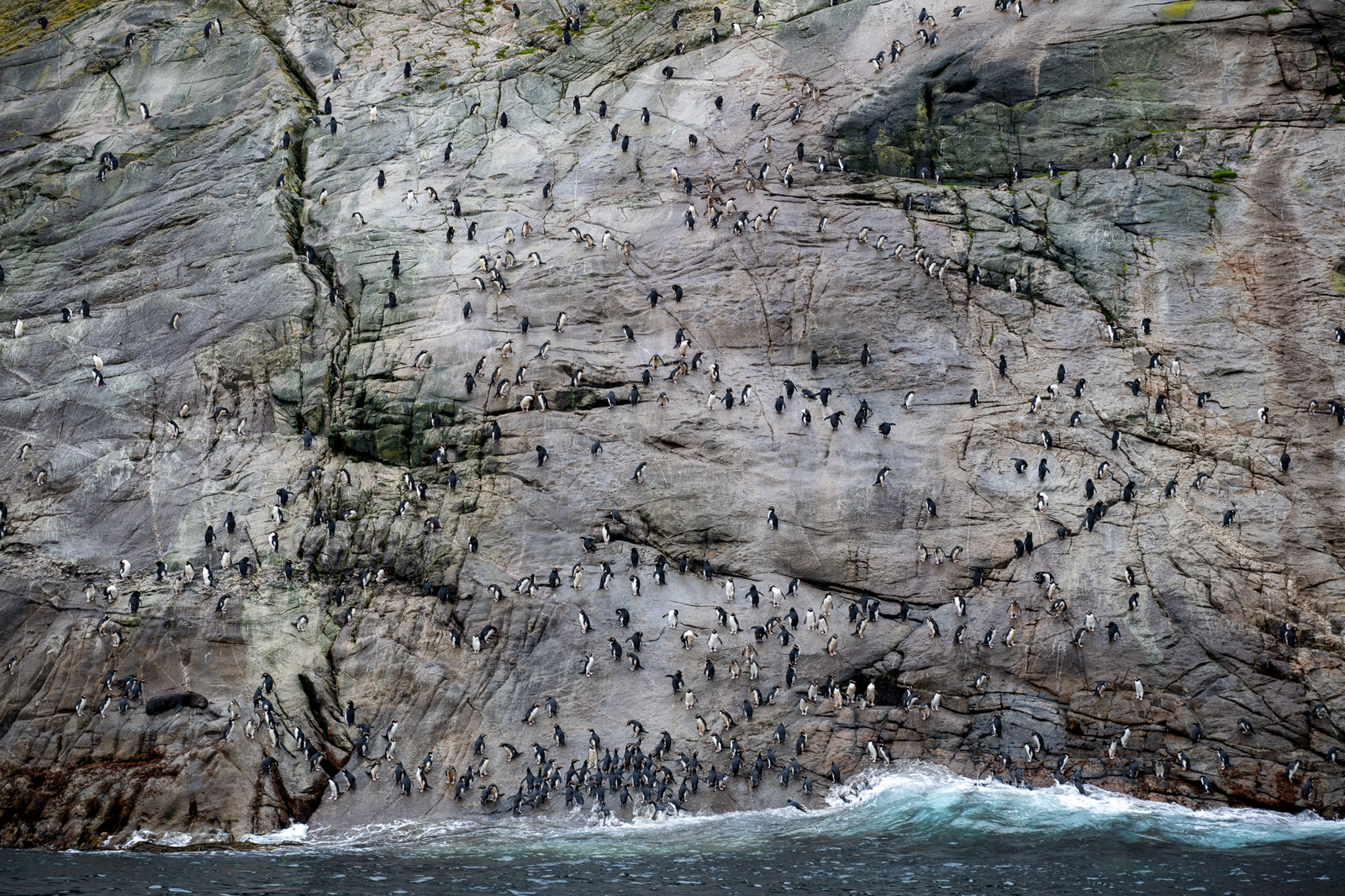 Subantarctic Islands Cruise | Galapagos of Southern Ocean | New Zealand ...