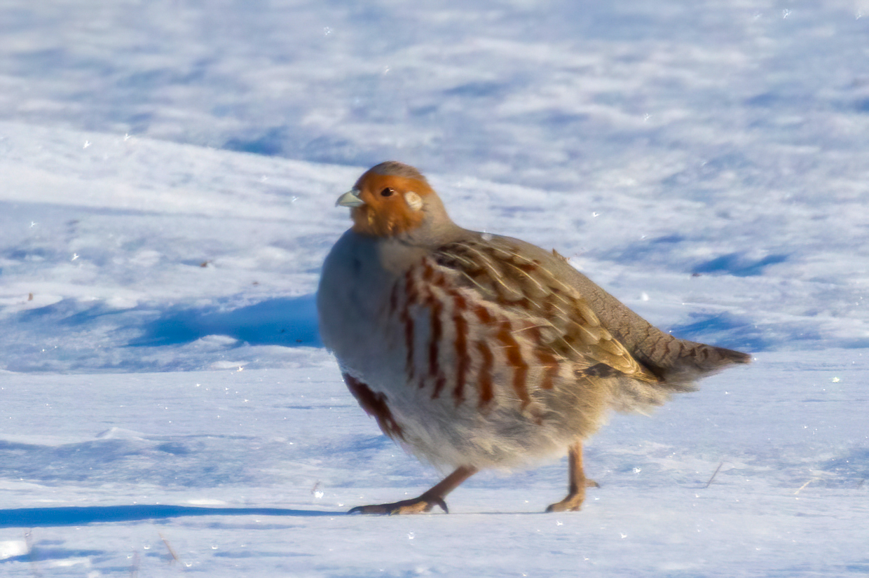 Manitoba Owl Trip Report (Feb 27 - Mar 3, 2026) - Eagle-Eye Tours