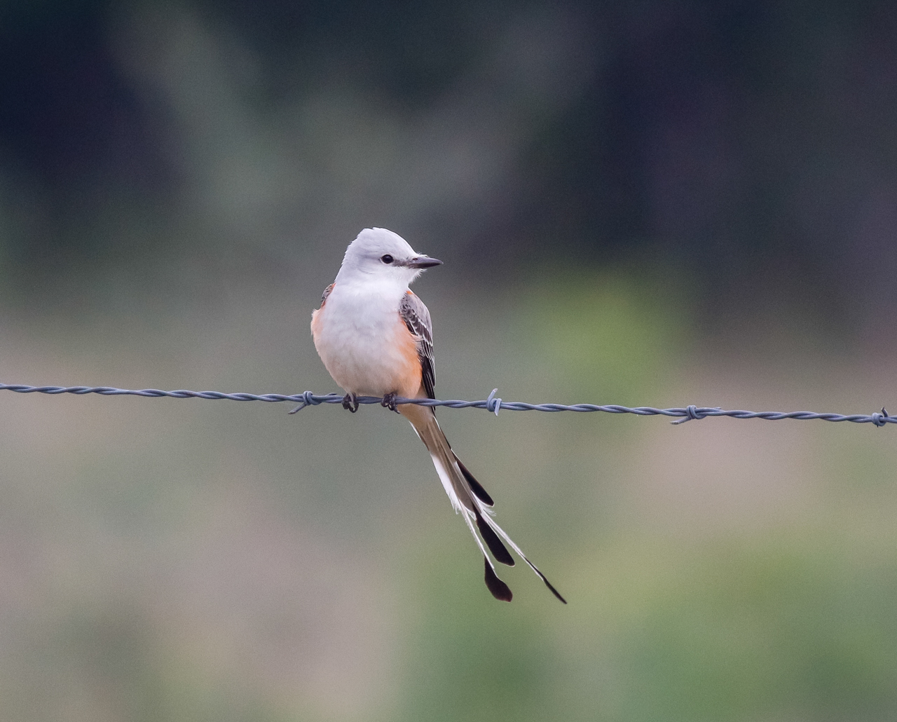 Texas Spring Migration Trip Report (Apr 16 - 24, 2026) - Eagle-Eye Tours